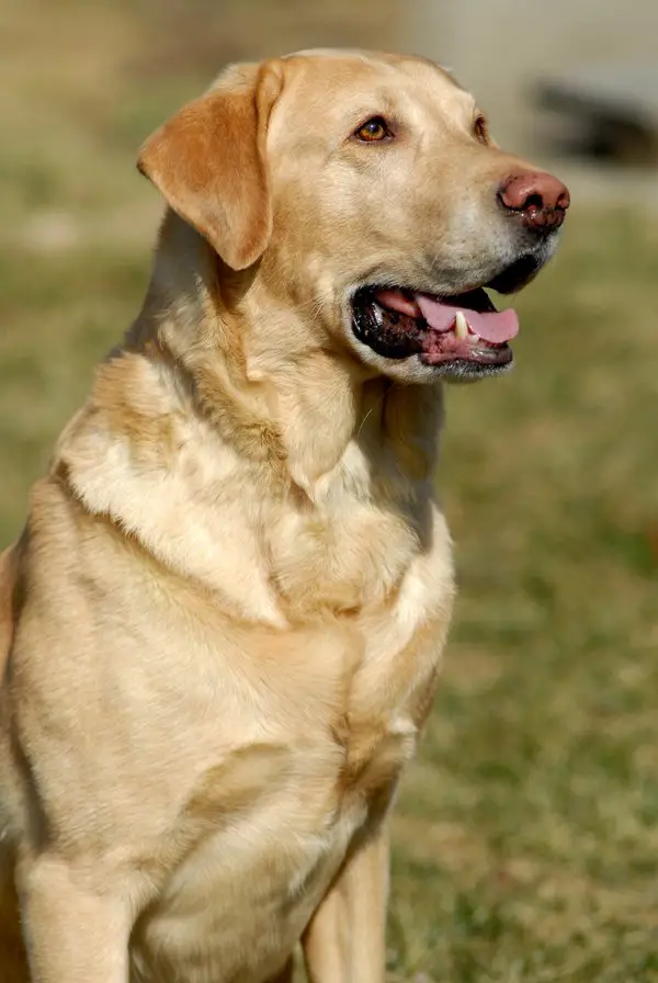 Labrador Retriever - Labrador Retriever - Dog Breeds